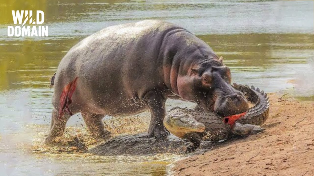 NILE RIVER | The Battle for Life in the Kingdom of Crocodiles and ...