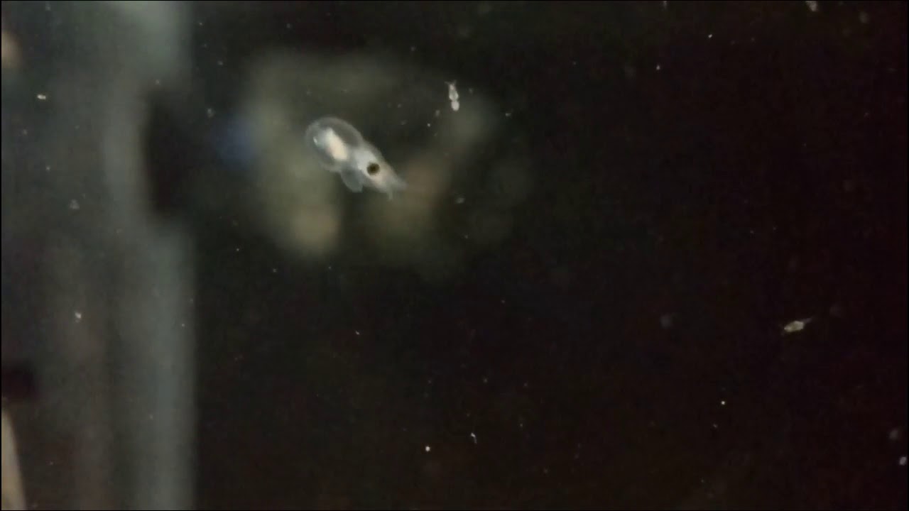 Octopus larvae - YouTube