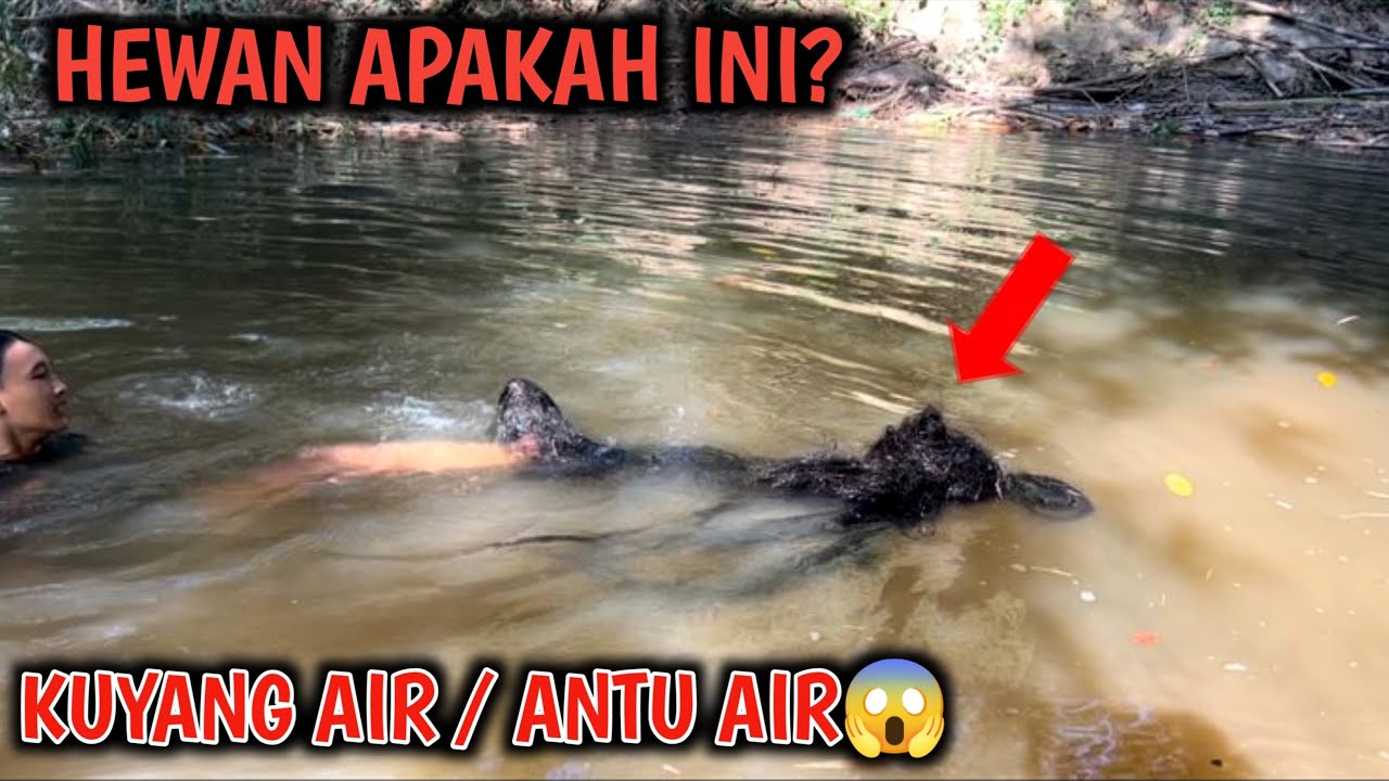🔴VIRAL HEWAN APAKAH INI ?? SEKILAS MIRIP SEKALI DENGAN KUYANG AIR😱 ...