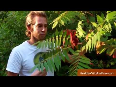 Harvesting Wild Red Sumac Berries in Michigan (Plus How To Make Red ...
