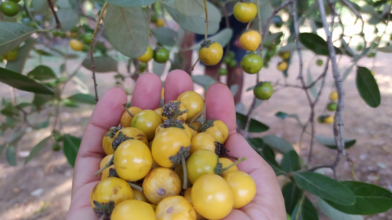 Conheça o Murici: fruto delicioso da Amazônia e Cerrado. - YouTube