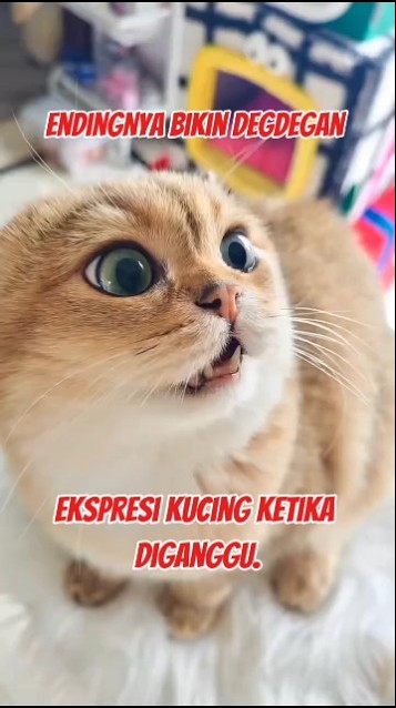 KETIKA KUCING EMOSI #cat #kucing #kucinglucu #kucingmarah - YouTube