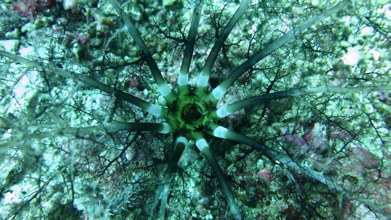 Sea anemone or worm? - YouTube