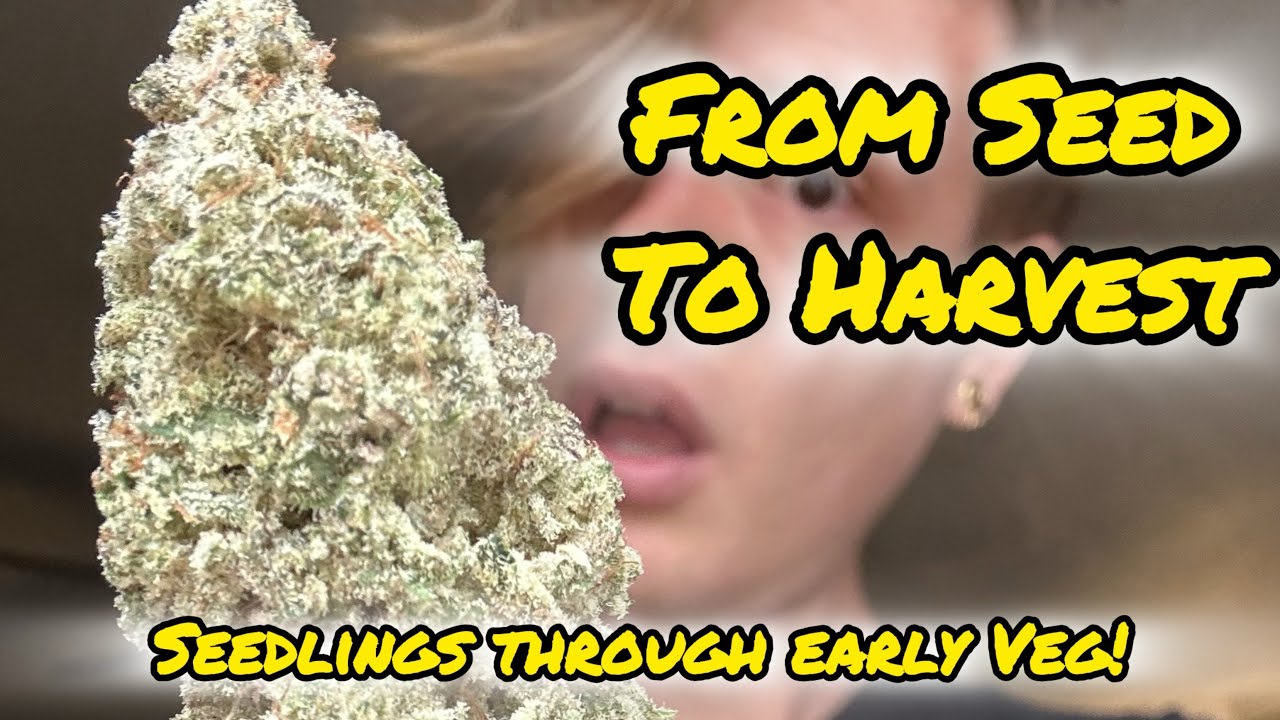 Cannabis cultivation masterclass - Seed to harvest comprehensive guide, Germination + Early Veg ...