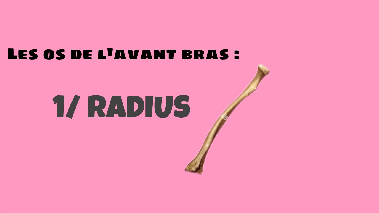4/ Le radius| Ostéologie du membre supérieur - YouTube