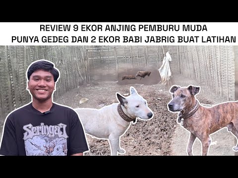 MASIH MUDA PUNYA 9 EKOR ANJING BURU & GEDEG TEMPAT MELATIH BABI HUTAN ‼️