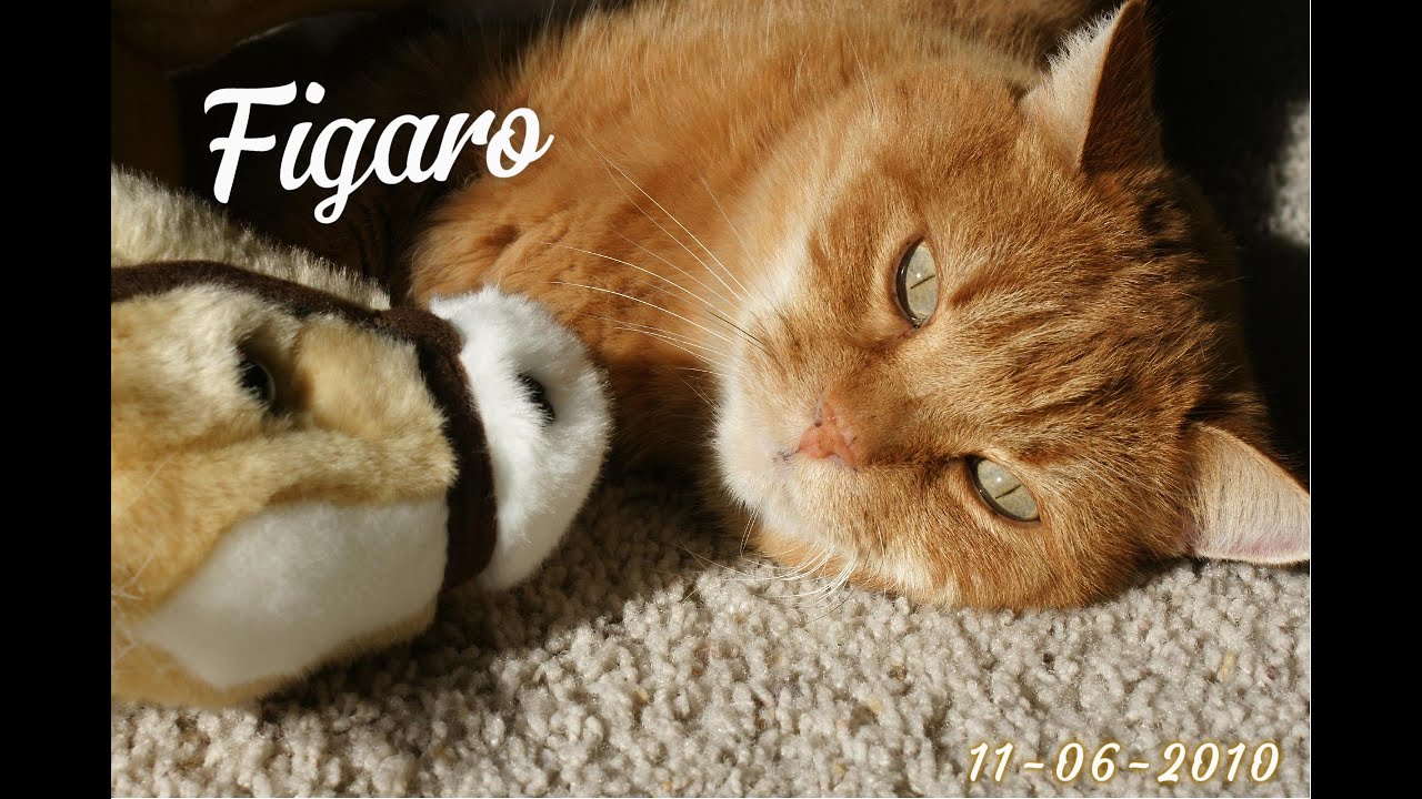 Figaro - YouTube