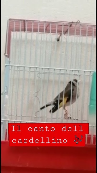 Il canto dell cardellino 🎶#cardellino #تغريد_لتسميع_الفراخ - YouTube