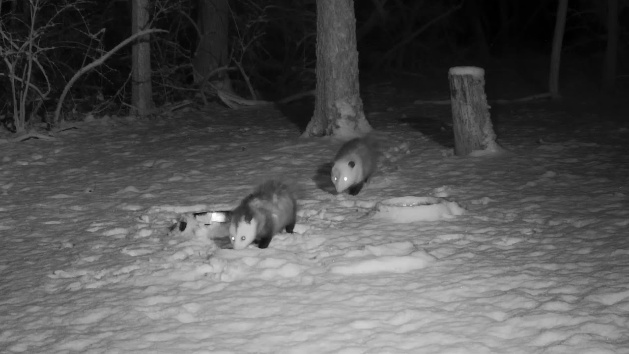 20210117 fox two possums - YouTube
