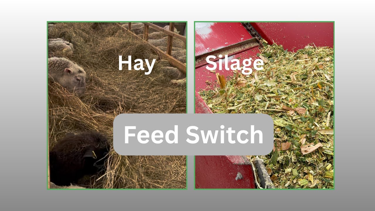 From Hay to Silage: The Big Feed Change for Our Sheep - YouTube