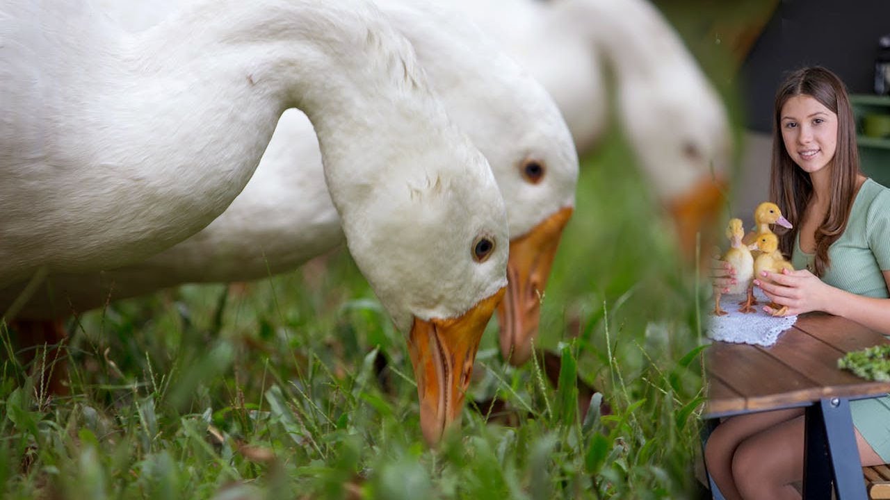 Cute Duckling Funniest Compilation 2023 Baby Ducks Videos - YouTube