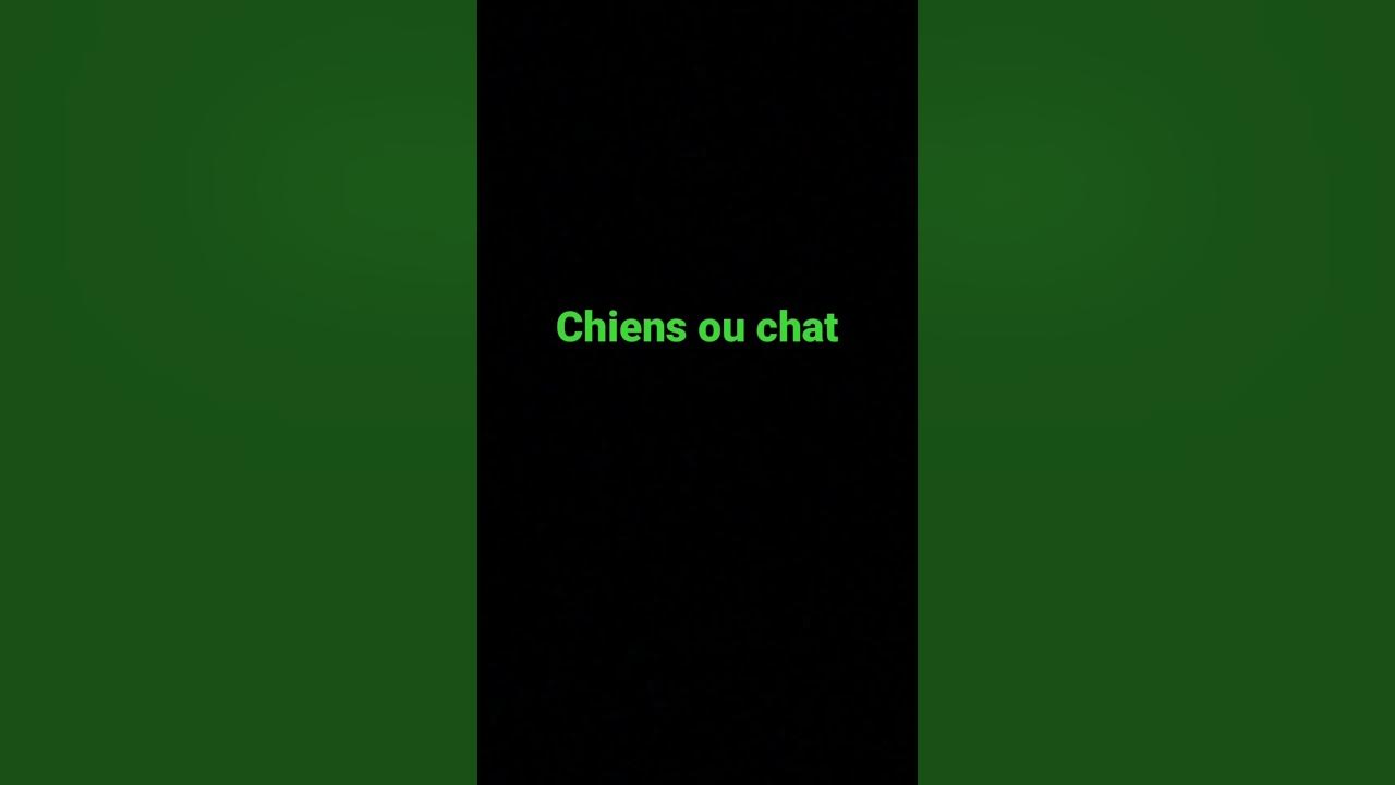 Chiens ou chat - YouTube