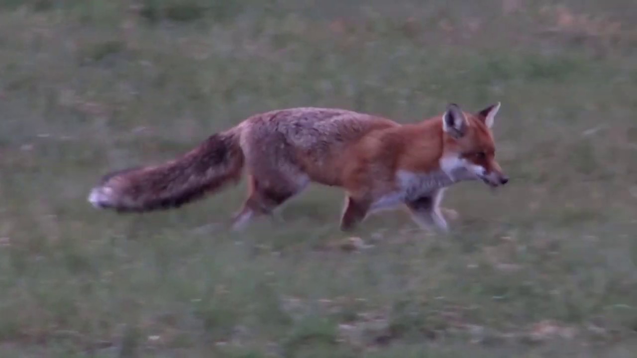 Fox hunting field hamster with success - YouTube