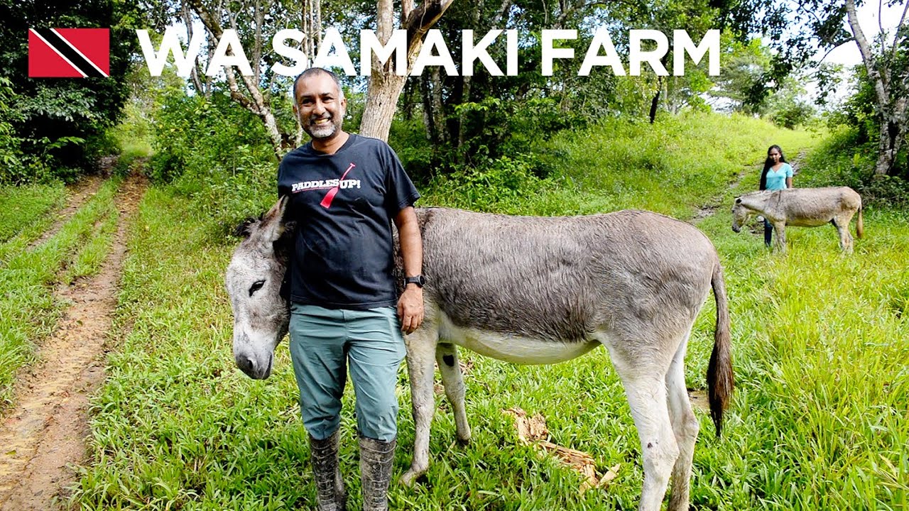 Amazing 30-Acre Permaculture Farm in Freeport, Trinidad & Tobago 🇹🇹 ...