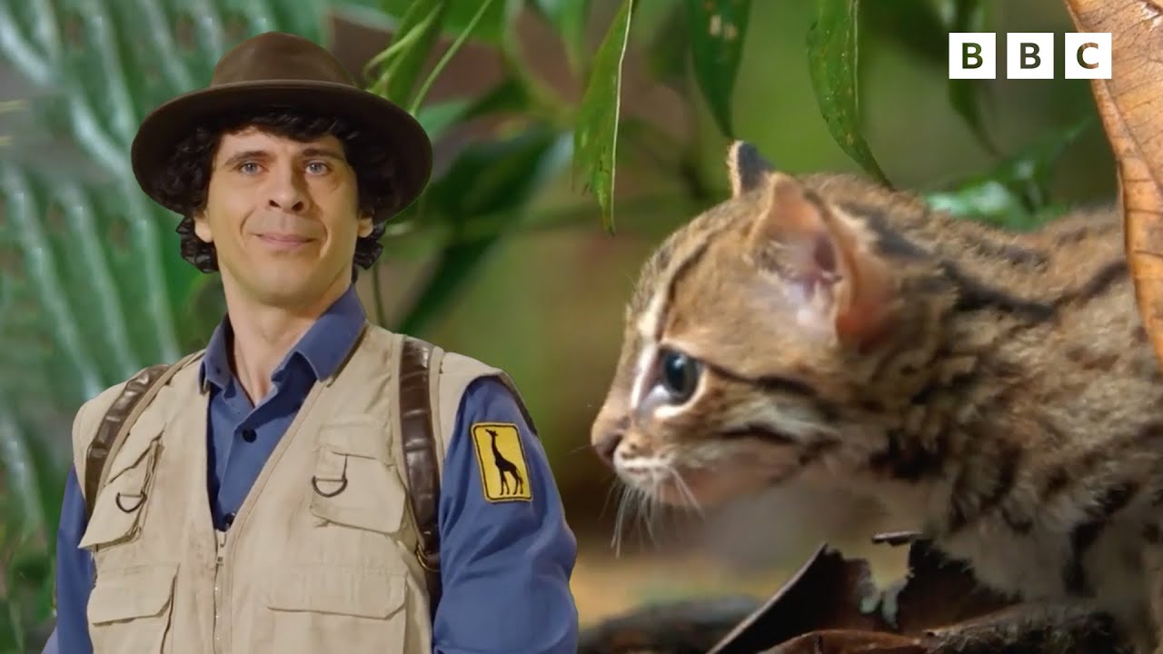 Andy and the Fishing Cats | Andy's Global Adventures | Andy's Amazing ...