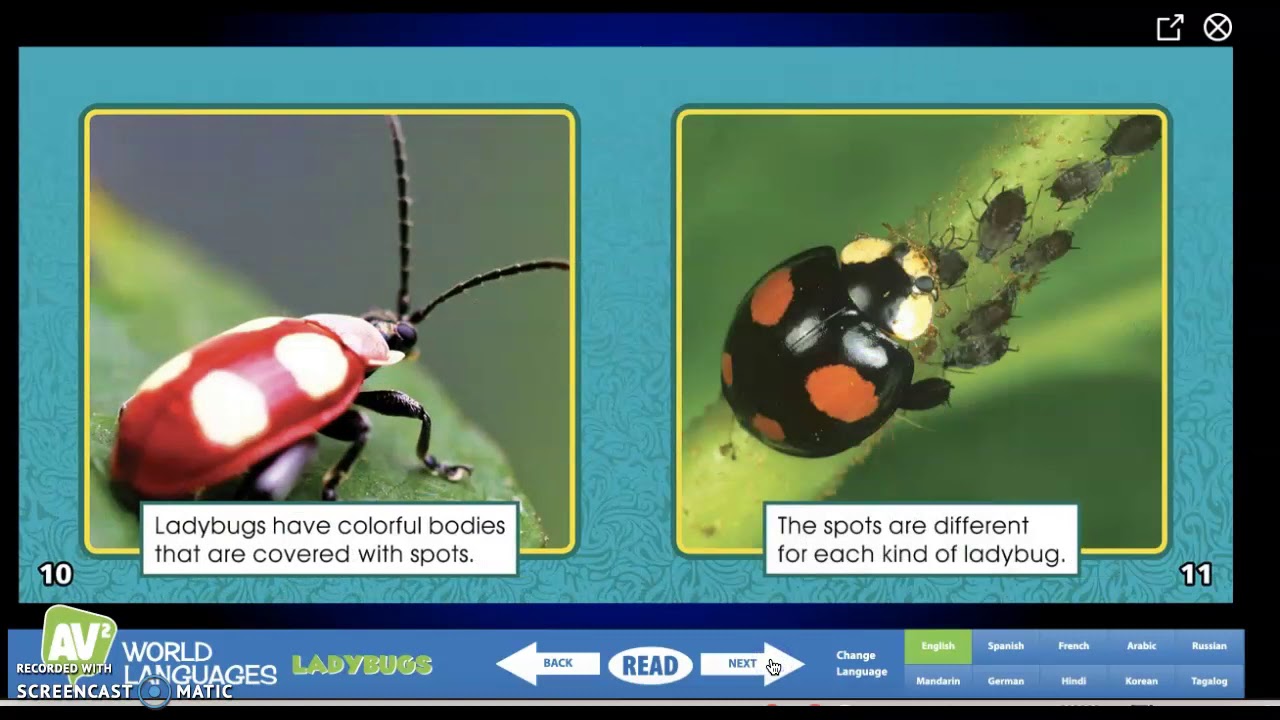 Ladybugs Non-Fiction Text - YouTube