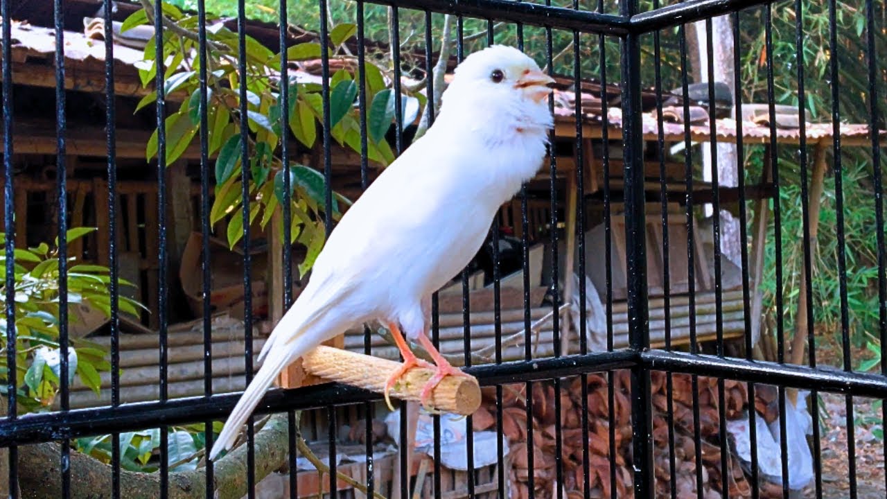 A Special Canary to Seduce All The Canaries - The Belgian Singing ...