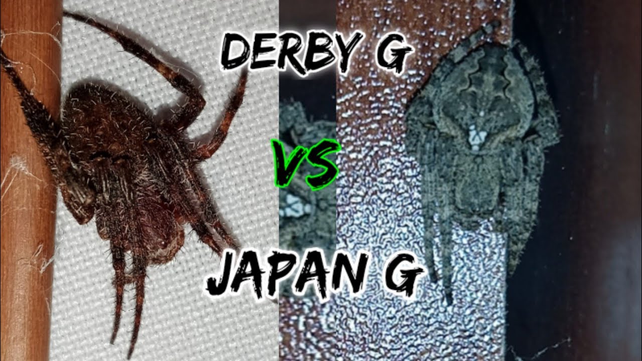 Philippine Derby Spider Vs Japan Giant (baby) - lalaban hanggang dulo ...