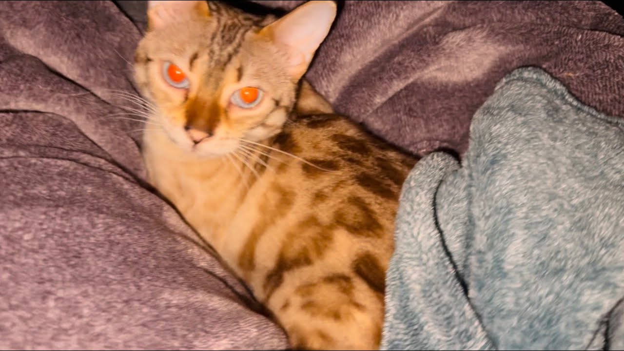 Kitty meows good morning with her BEST trilly happy voice!! - YouTube