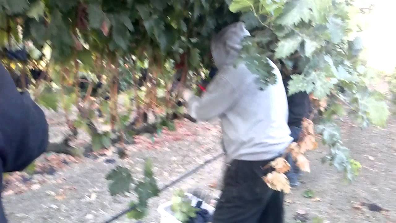 pisca de uva en california - YouTube