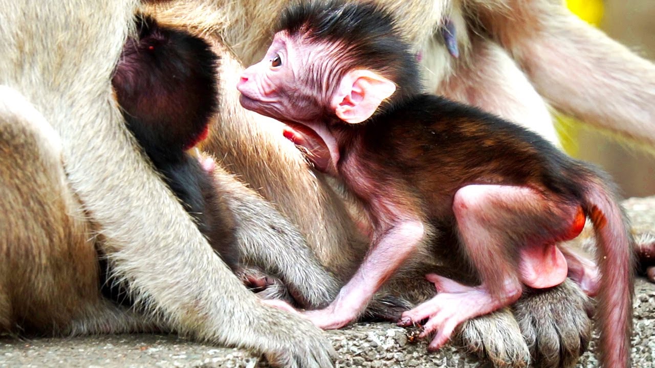 Monkey Love: The Ultimate Display of Maternal Protection - YouTube