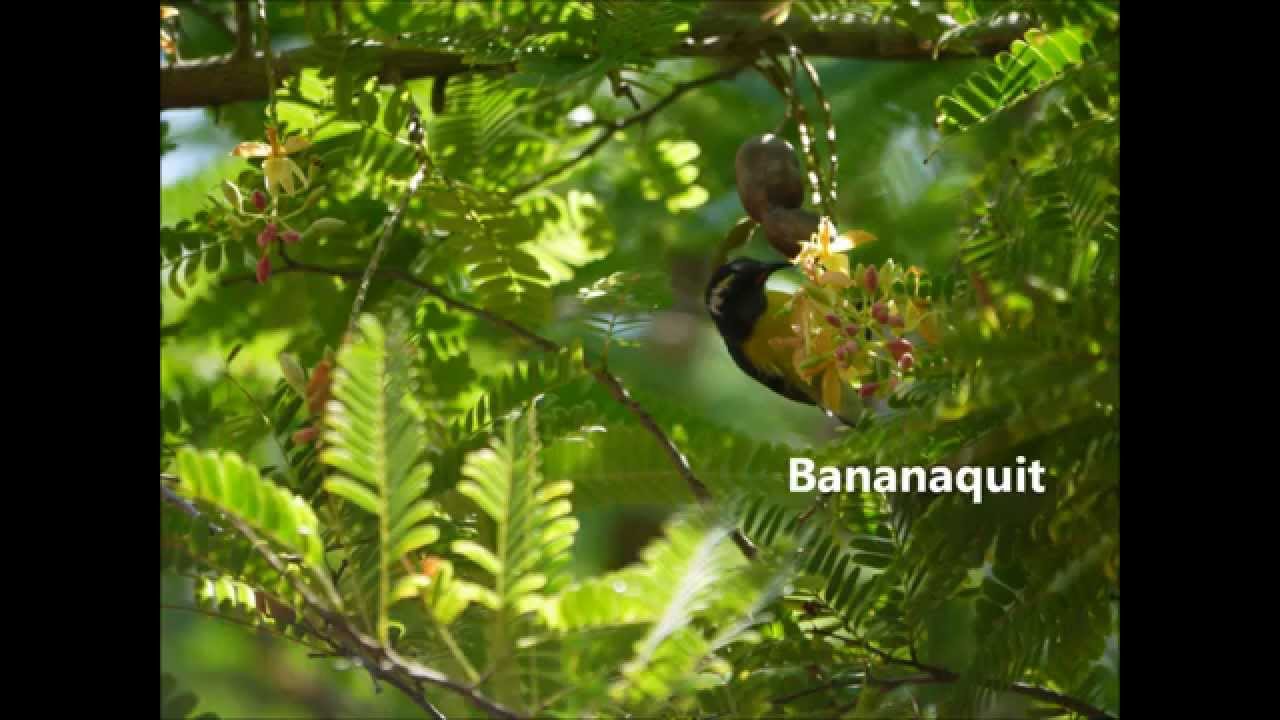 Caribbean Bird's, Scenic St. Maarten - YouTube