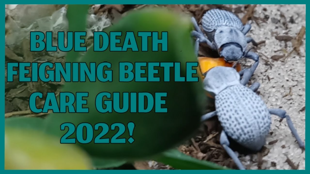 Blue Death Feigning Beetle Care Guide 2022 - YouTube