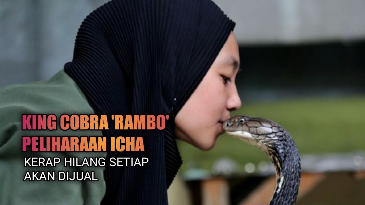 King Cobra 'Rambo' Peliharaan Icha Kerap Hilang Setiap Akan Dijual ...