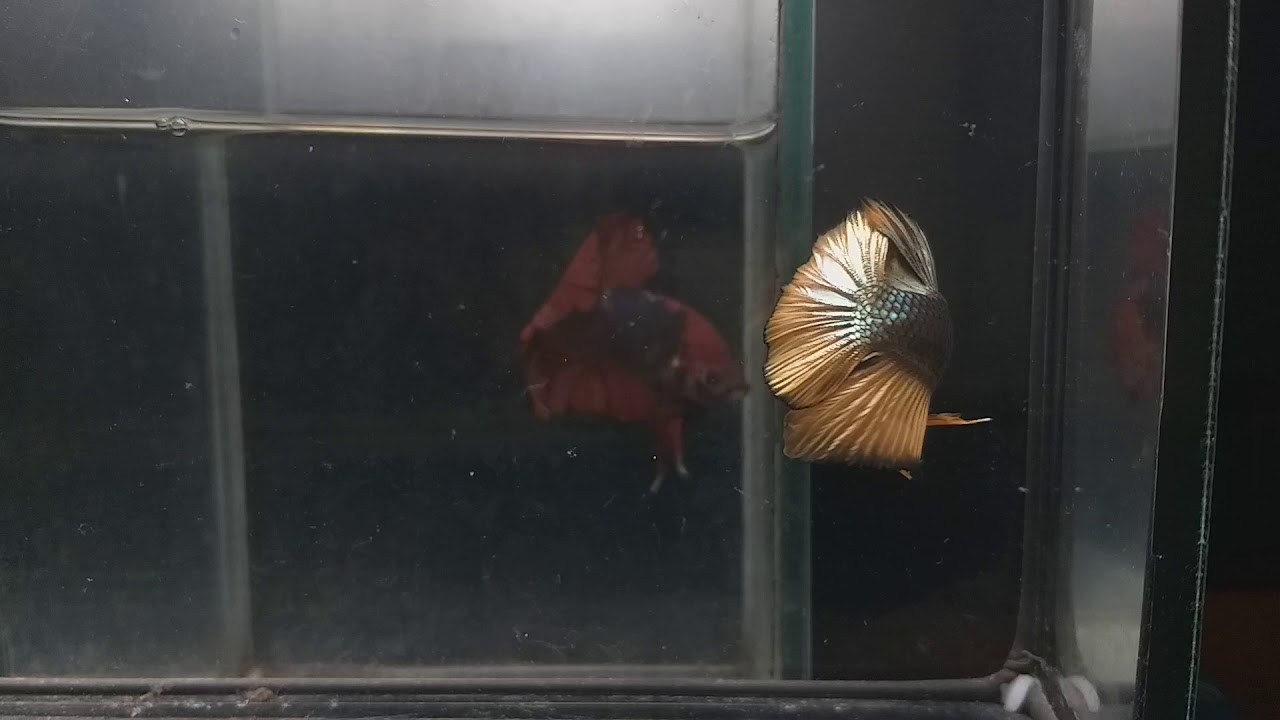 BETTA COPPER MUSTARD HMPK MALE / FACEBOOK: SOLD OUT BETTA - YouTube