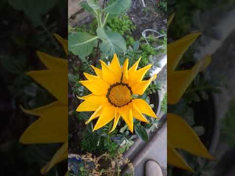 heyetdeki gullerim acmiwlar💐🍀🤗😘💞🇦🇿💓💕👍🙏