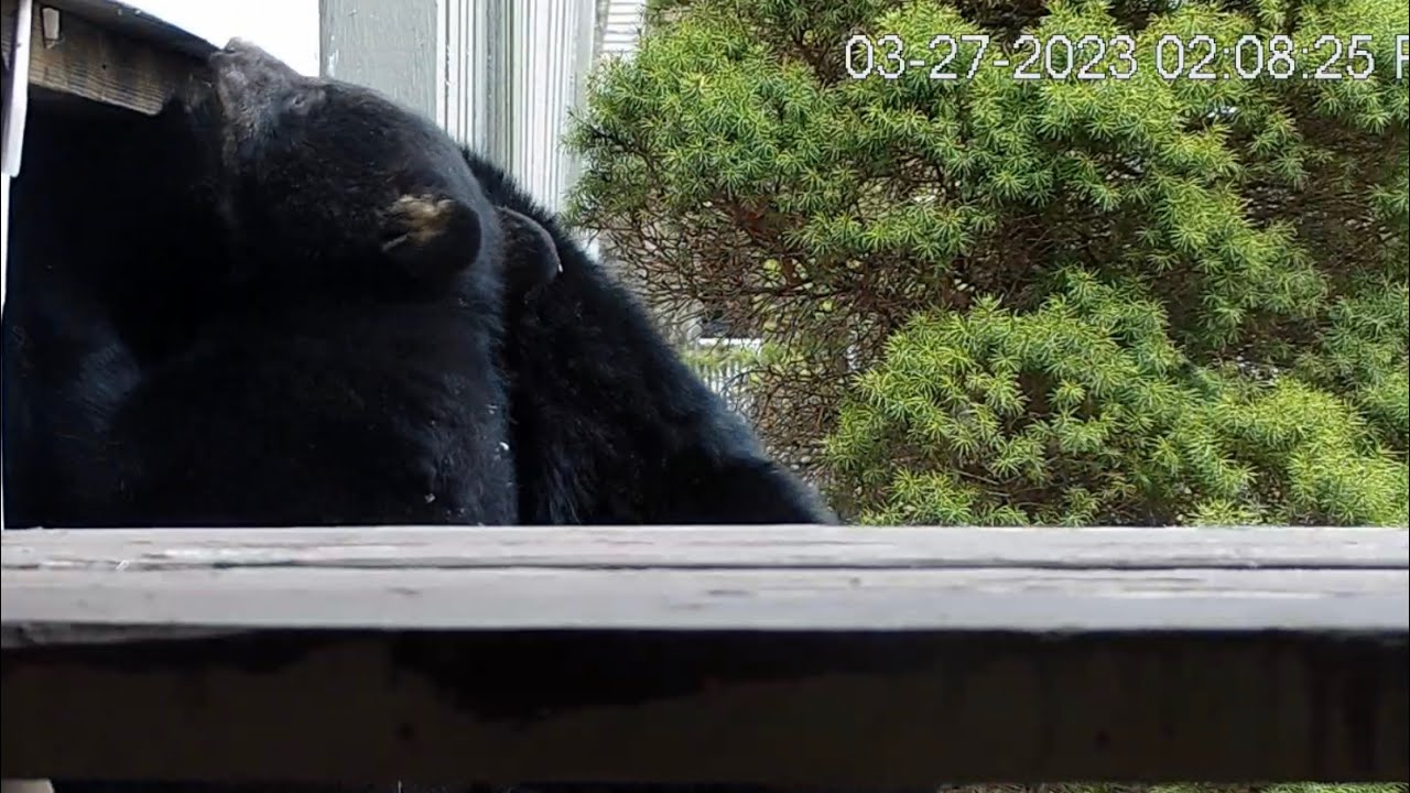 PA Black Bear Den Small cub learning to play rough 03/27/23 hdontap.com ...