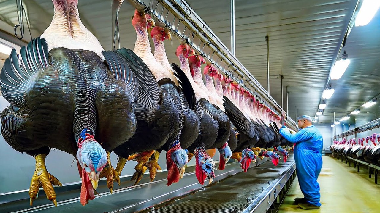 How Over 6.9 Millions of Turkeys Are Raised and Processed in Factory ...