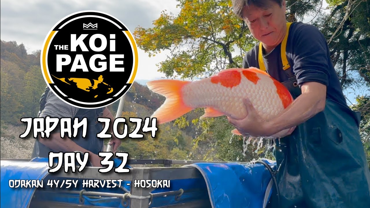 TheKoiPage | Japan Day 32 | Odakan 4Y/5Y Harvest - Hosokai | - YouTube