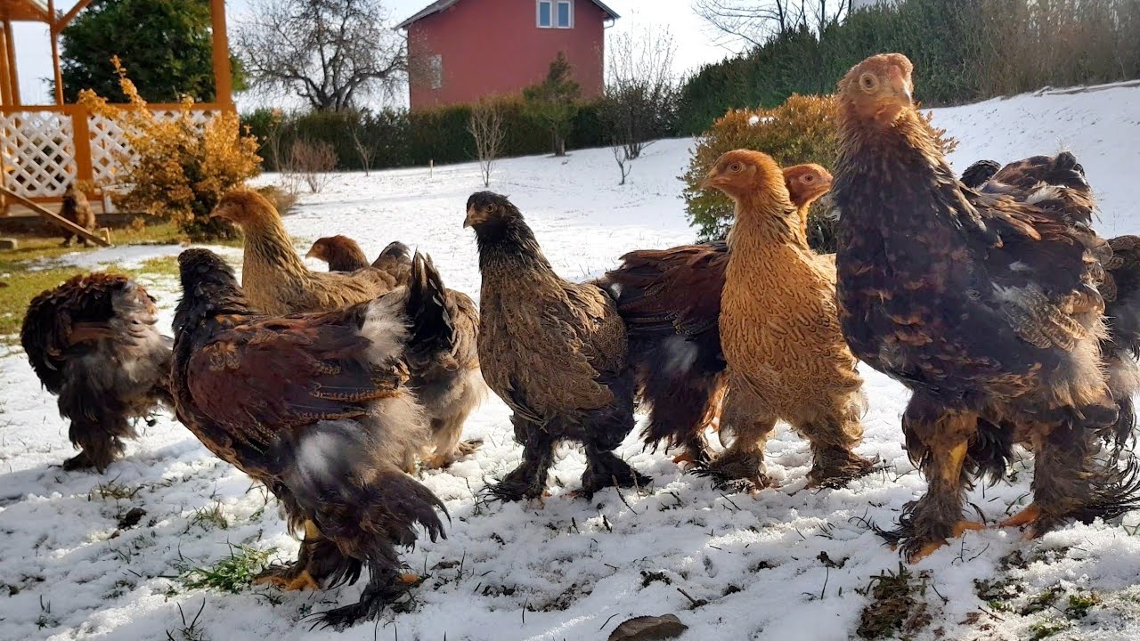 A lot of Young Brahmas | Giant Roosters and Hens Brahma Chicken - Video ...