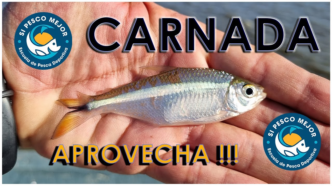 MOJARRAS RIO LLENO !!! - YouTube