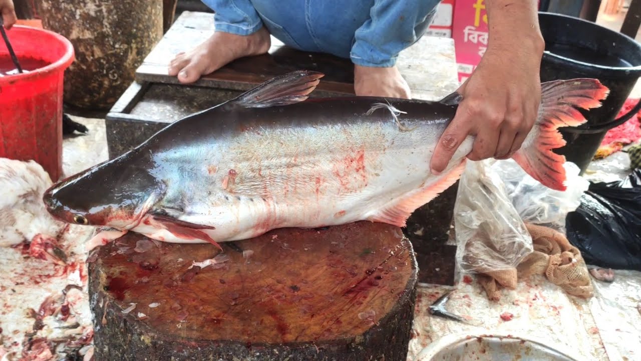 Amazing Huge Pangas Fish Cutting Skills In Fish Market || Fillet Big ...