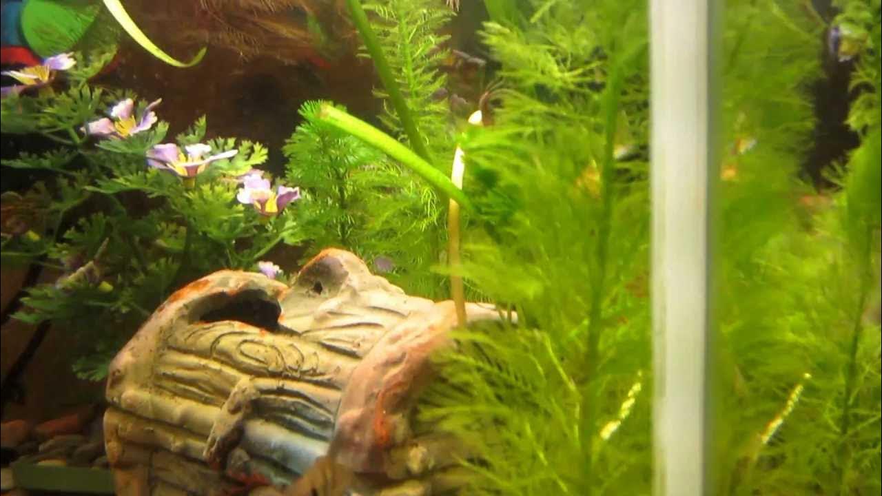 аквариум - YouTube