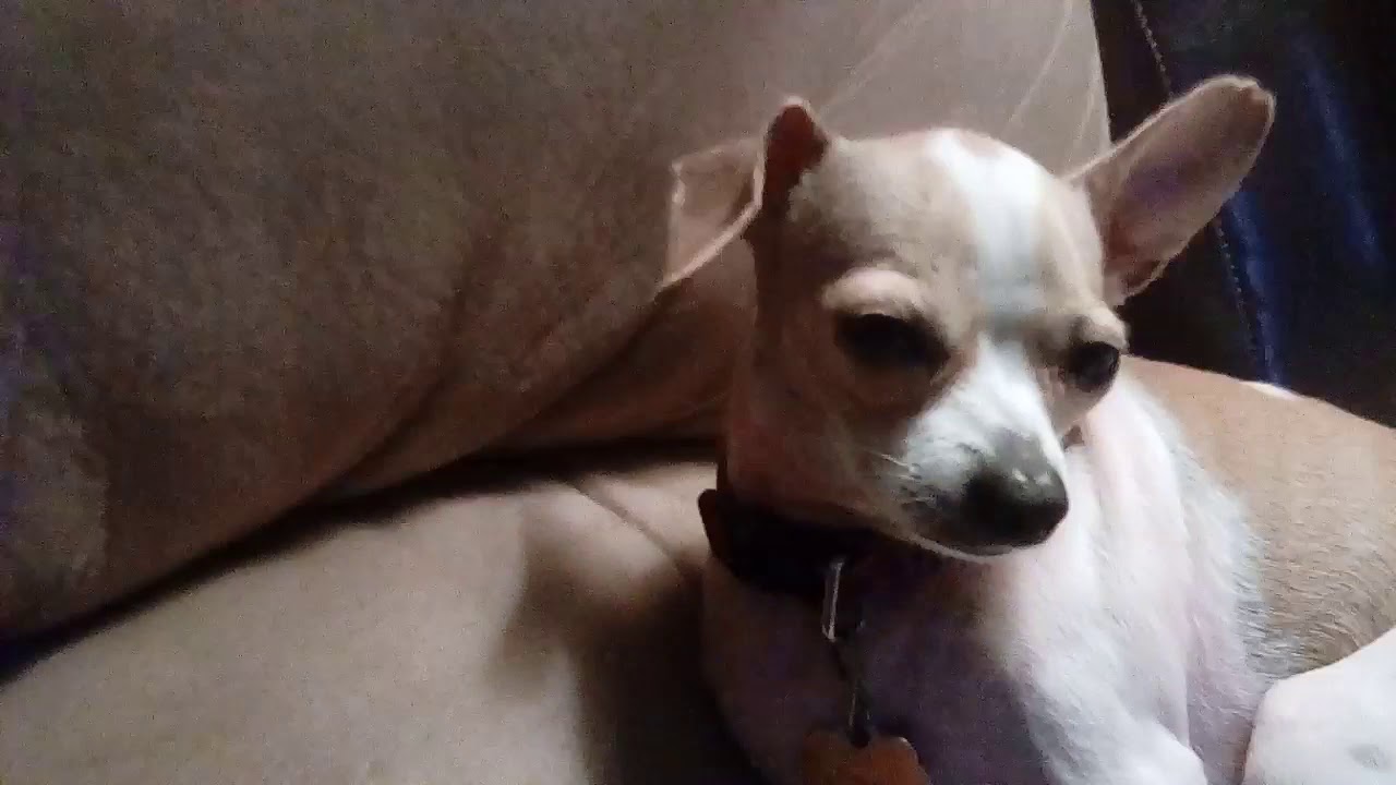 Daisy my doggo (first vid) - YouTube
