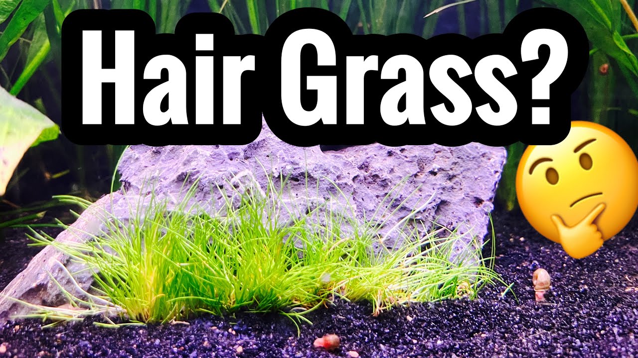 Micro Sword vs Dwarf Hair Grass? - YouTube