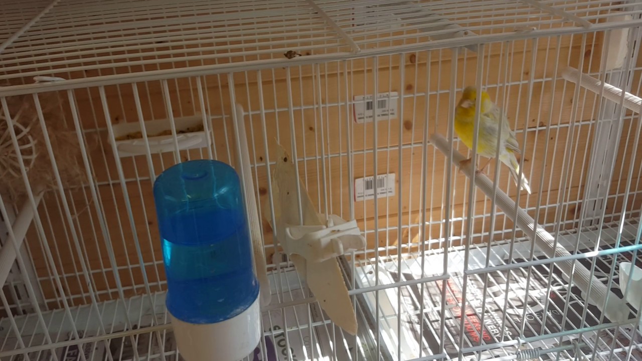 Breeding Season 2017 ( video 19 ) - YouTube