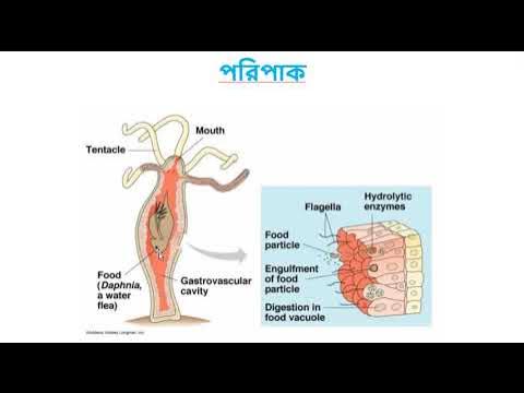 Hydra Food Feeding and Digestion - YouTube