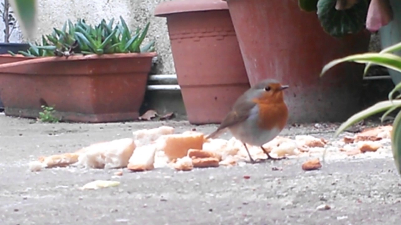 Pit-Roig. Petirrojo. Rupit. Reiet. - YouTube