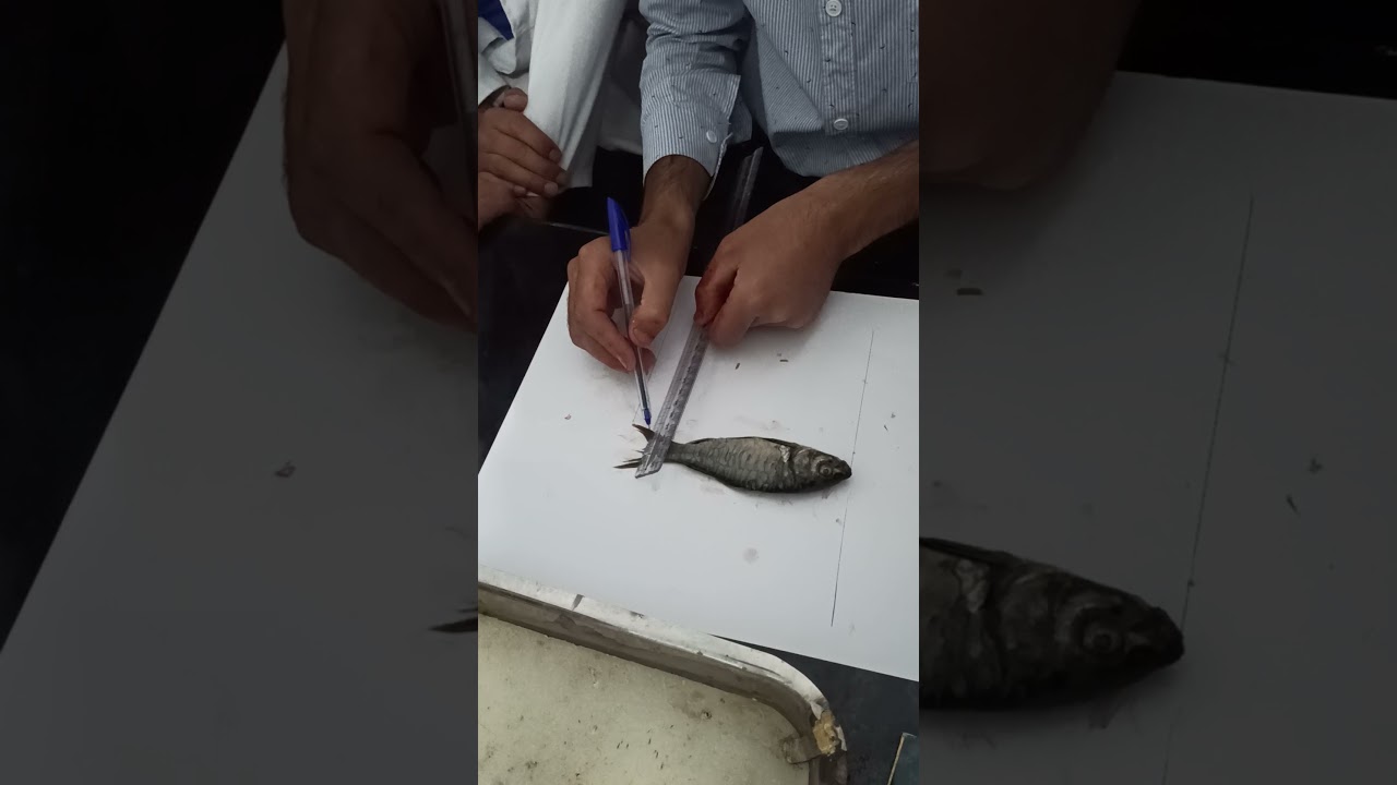 Morphometric characters of fish | Practical | MsZo | KU - YouTube