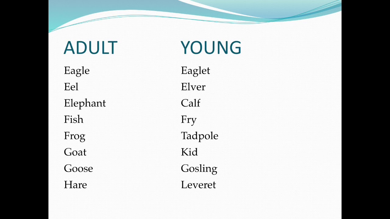 Steducentre English L12 Diminutives - YouTube