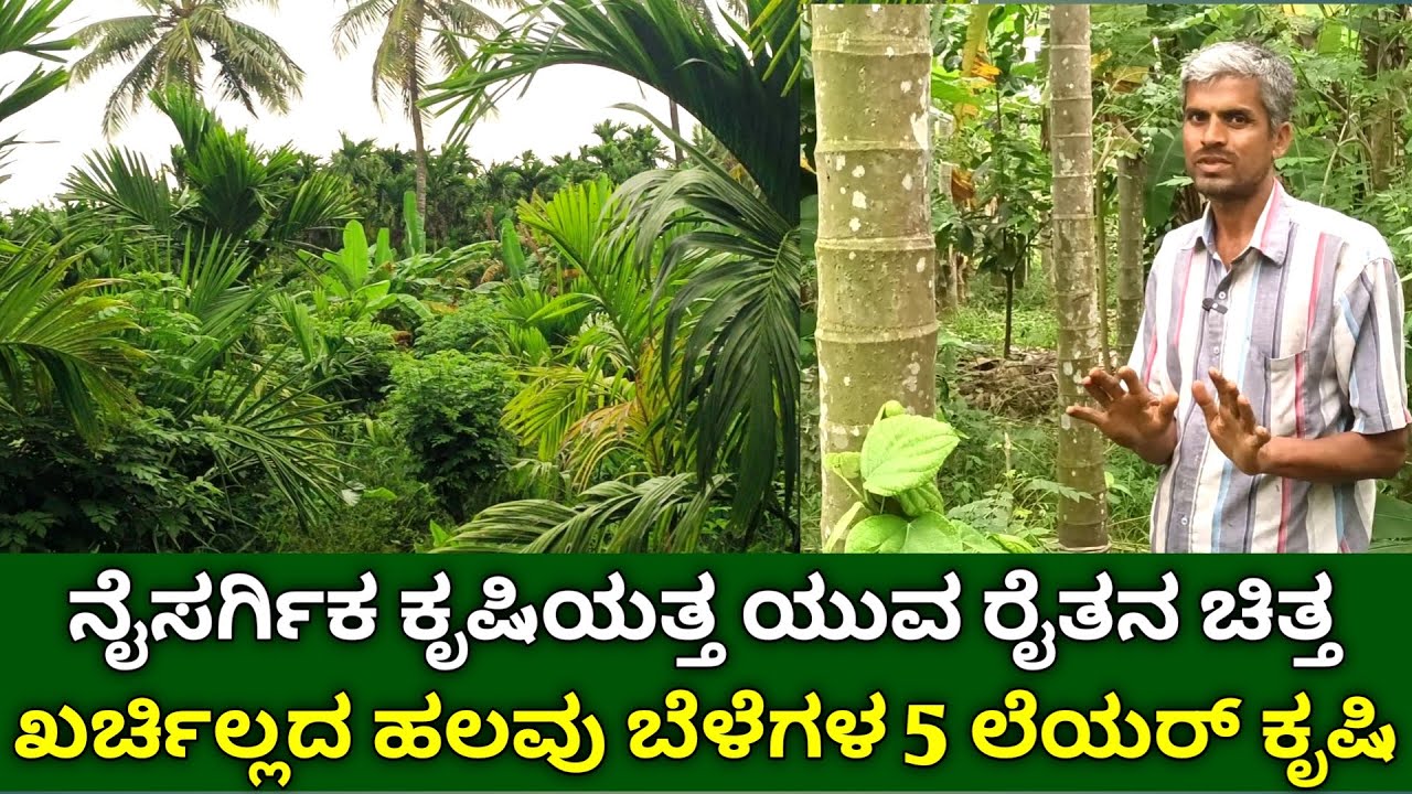 ನೈಸರ್ಗಿಕ ಕೃಷಿಯತ್ತ ಯುವ ರೈತನ ಚಿತ್ತ | 5 ಲೇಯರ್ ಕೃಷಿ | five layer farming in ...