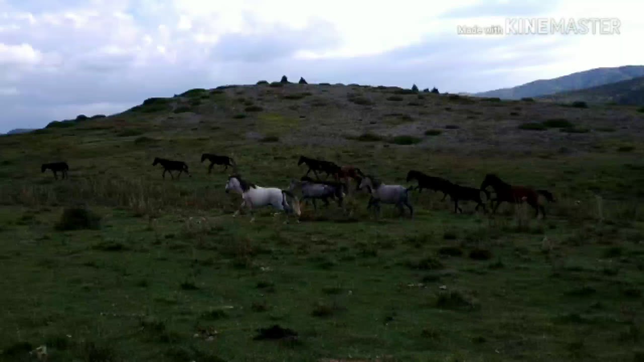 Wild horses Pindos - YouTube