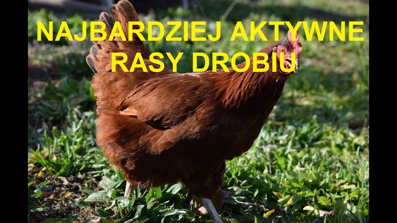 Odcinek 1072 NAJBARDZIEJ AKTYWNE I RUCHLIWE RASY DROBIU? CZY SĄ ONE ...