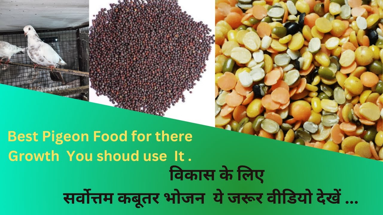 Best Food For Pigeon | Best Pigeon Food for there Growth You shoud use ...