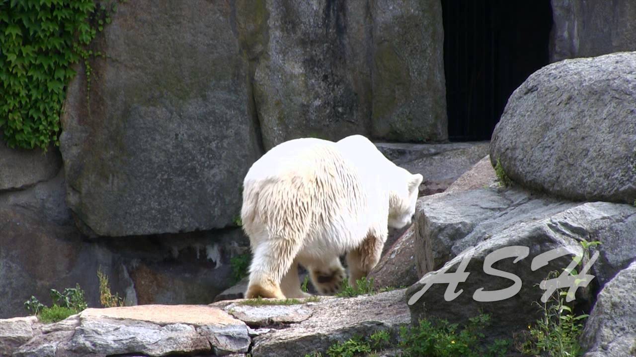 polar bear walking forwards and backwards - YouTube