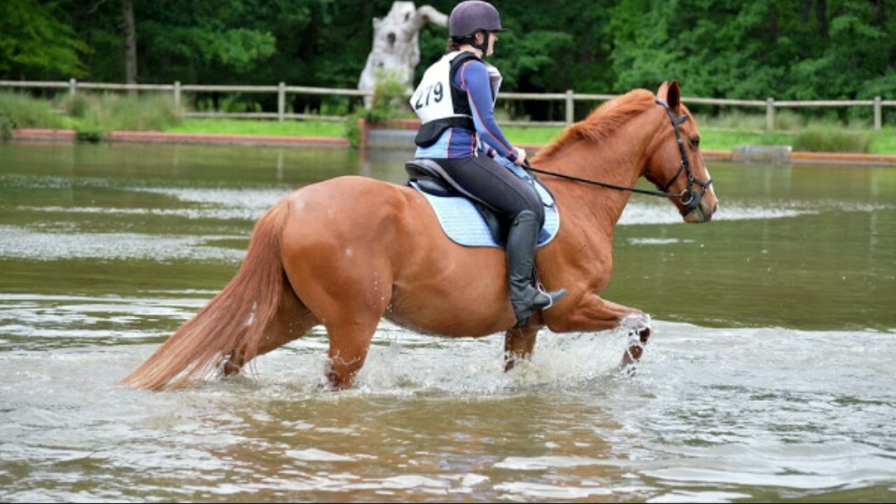 Right Horse Right Home Testimonials - YouTube